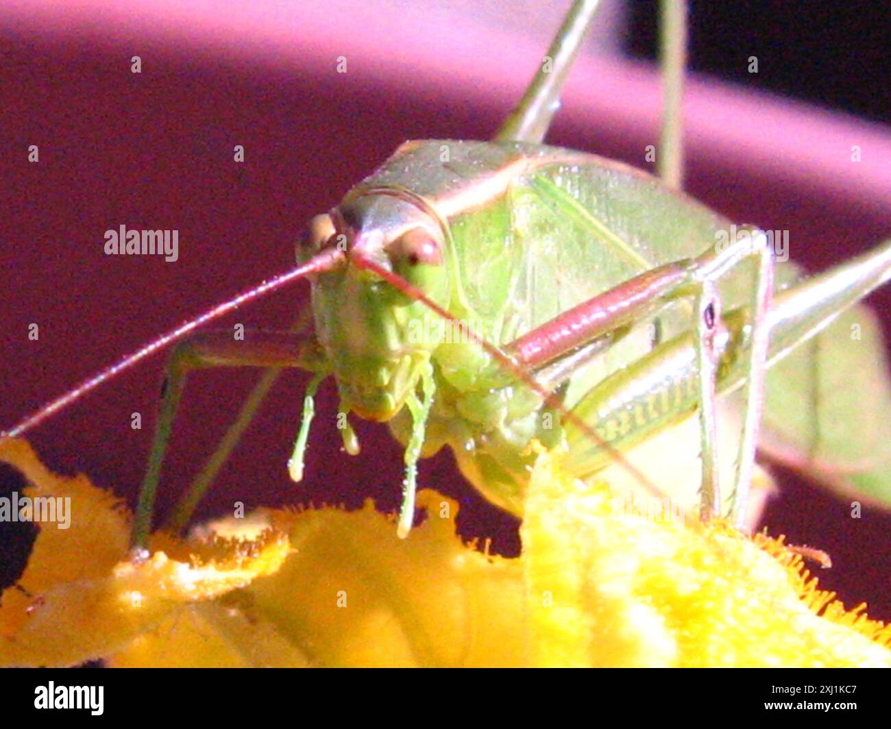 Mexican Bush Katydid (Scudderia mexicana) Insecta Stock Photo - Alamy