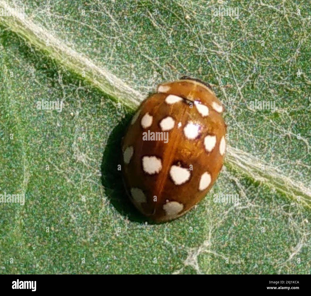 Cream-spotted Ladybird (Calvia quatuordecimguttata) Insecta Stock Photo ...