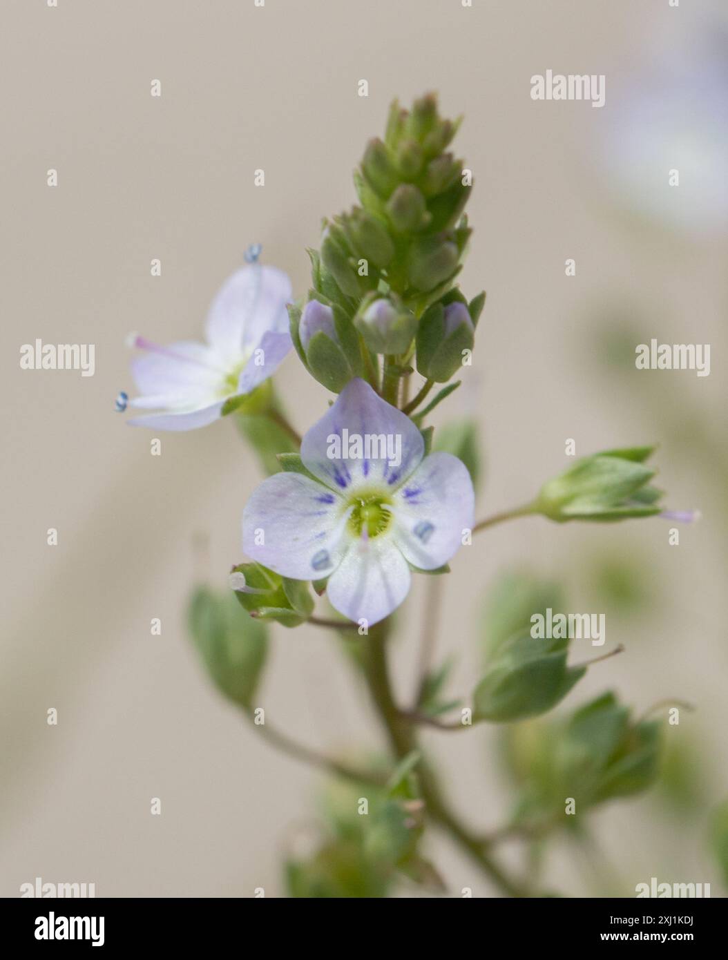 blue water-speedwell (Veronica anagallis-aquatica) Plantae Stock Photo ...