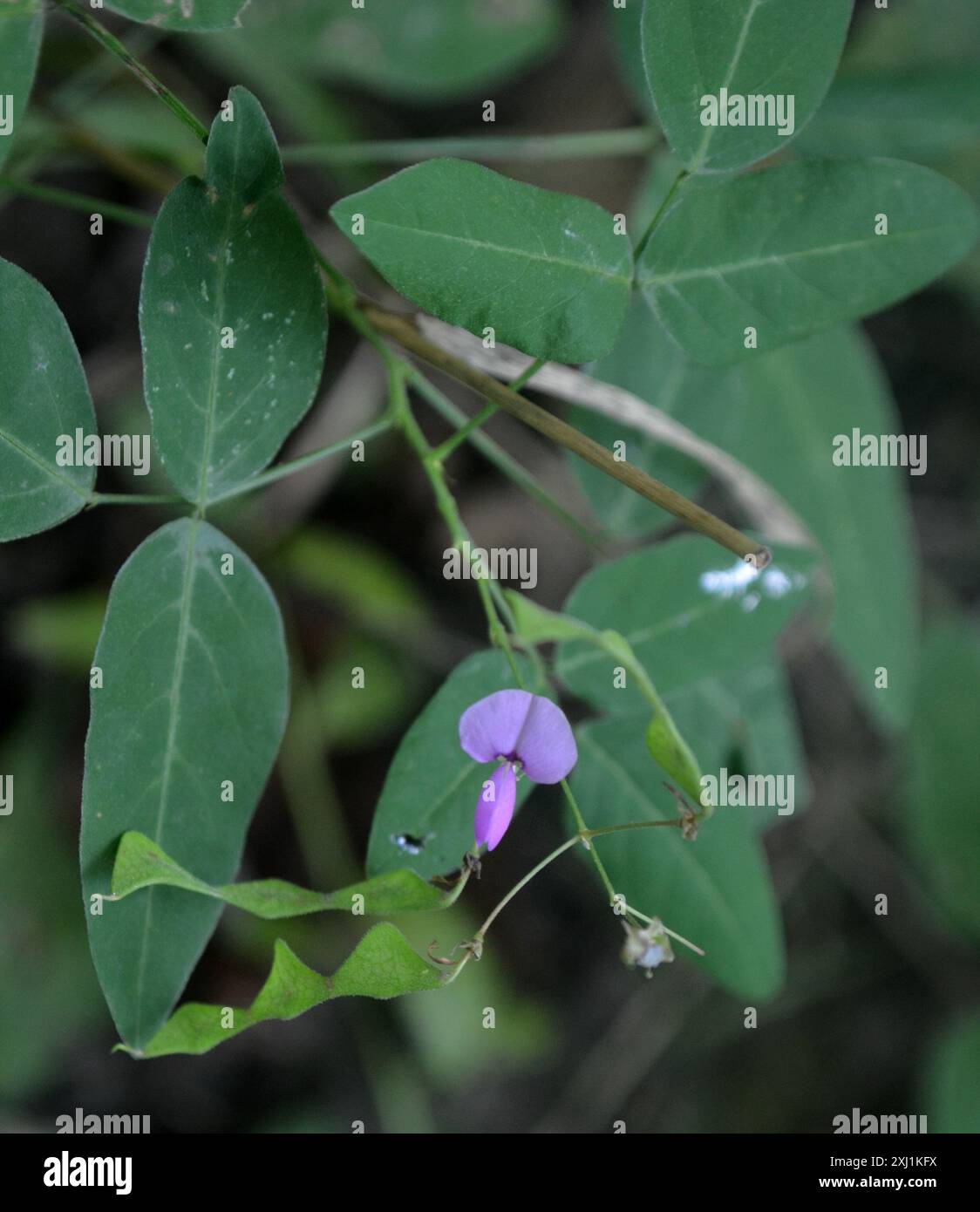 panicled ticktrefoil (Desmodium paniculatum) Plantae Stock Photo - Alamy