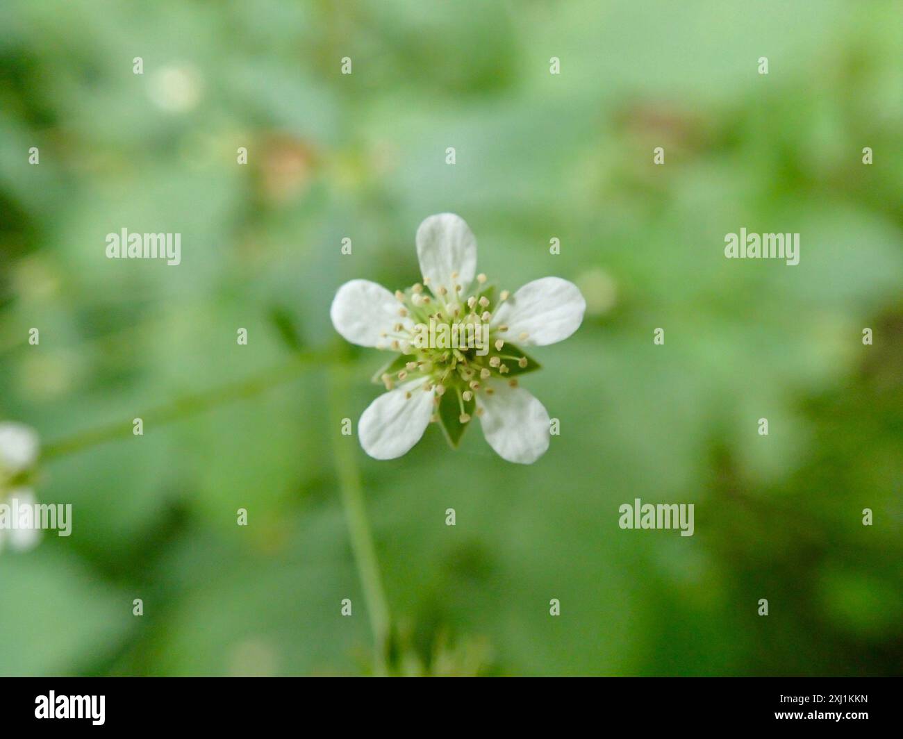 white avens (Geum canadense) Plantae Stock Photo - Alamy