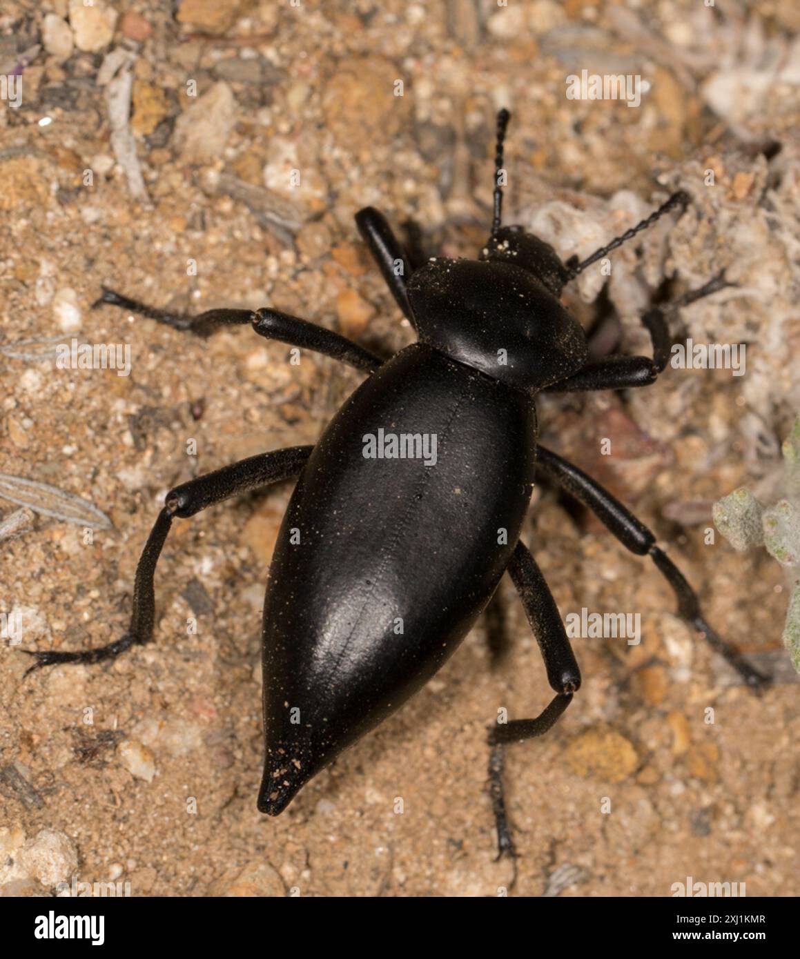 (Eleodes acuticauda) Insecta Stock Photo - Alamy