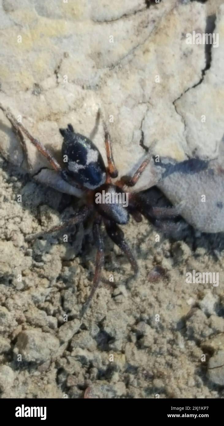 Common Patterned Ant-mimic Ground Spider (Sergiolus montanus) Arachnida ...