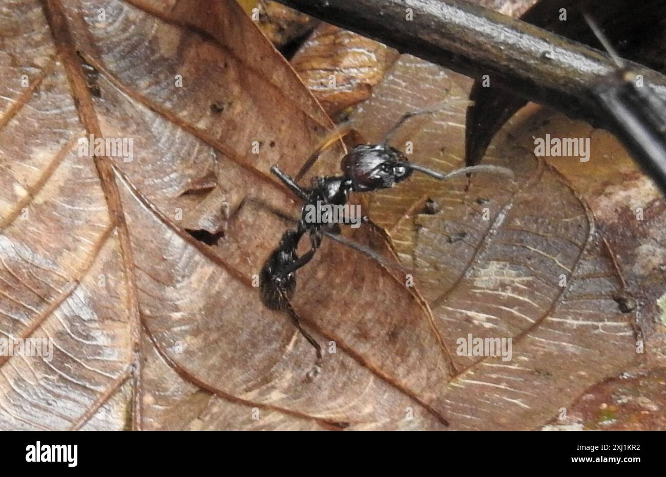 Bullet Ant (Paraponera clavata) Insecta Stock Photo - Alamy