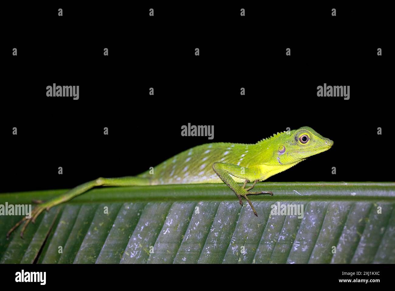 Green Crested Lizard (Bronchocela cristatella) on a Leaf, with Black ...