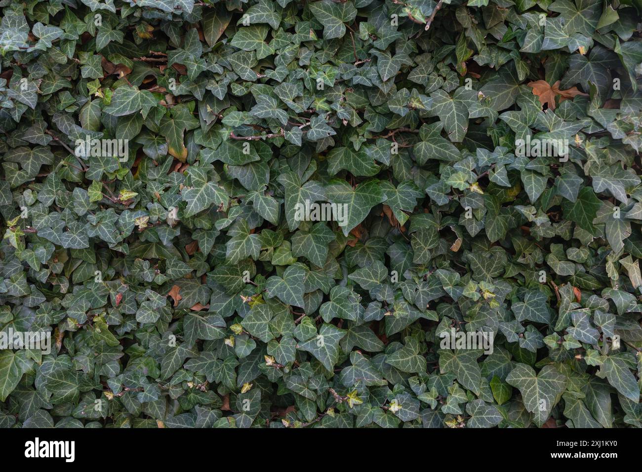 Dense Ivy Leaves Forming a Natural Green Wall Background in Daylight ...