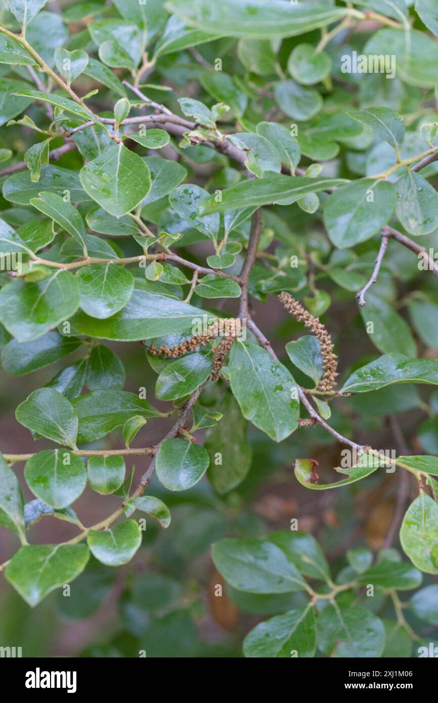 sparkleberry (Vaccinium arboreum) Plantae Stock Photo - Alamy