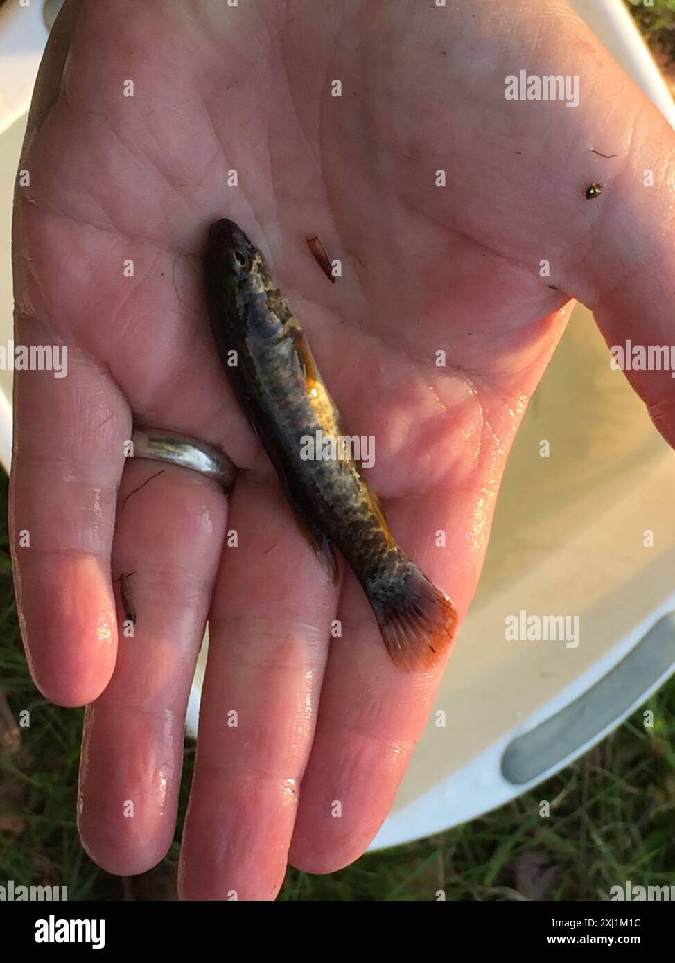 Umbra limi hi-res stock photography and images - Alamy