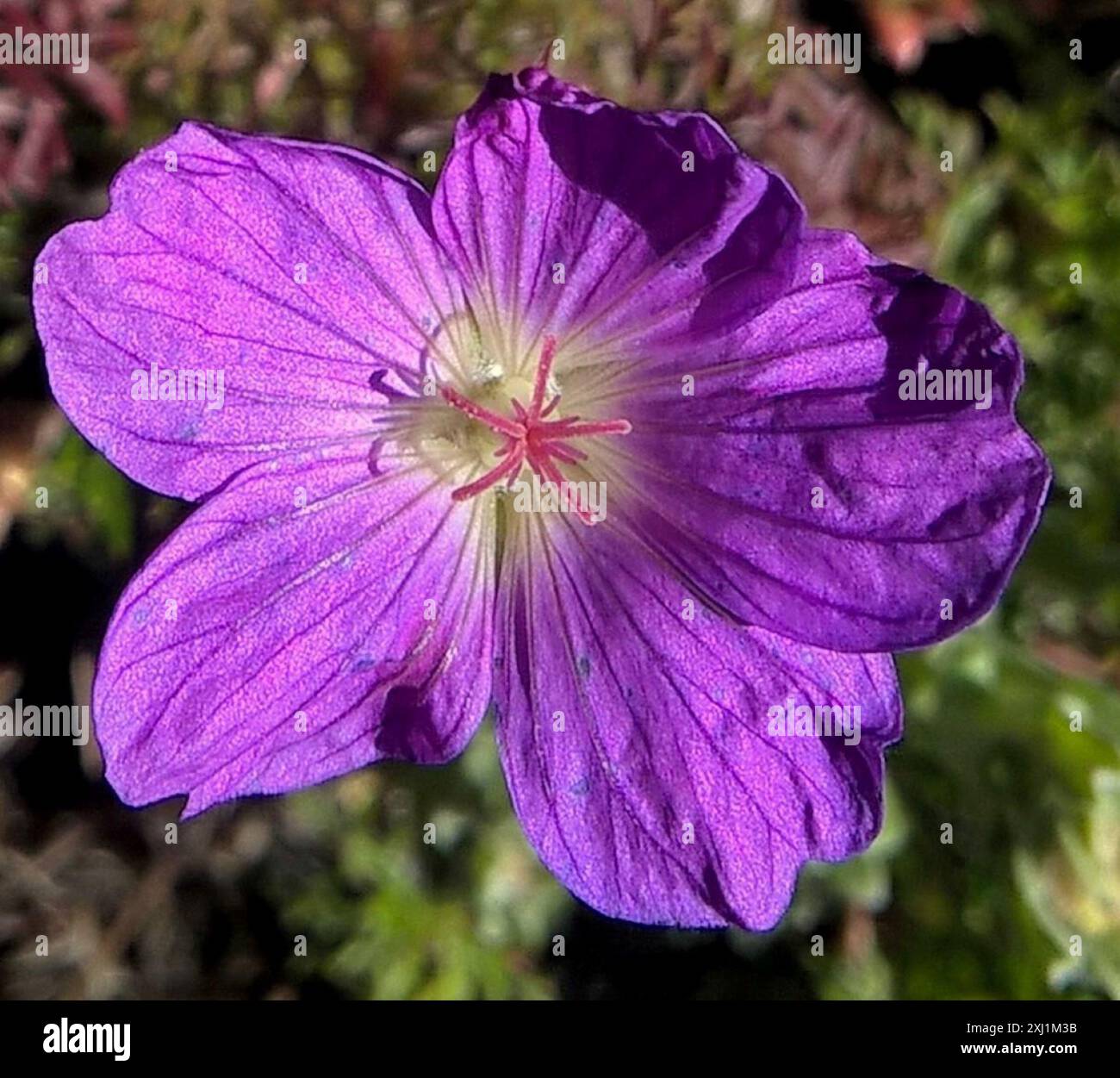 carpet crane's-bill (Geranium incanum) Plantae Stock Photo - Alamy