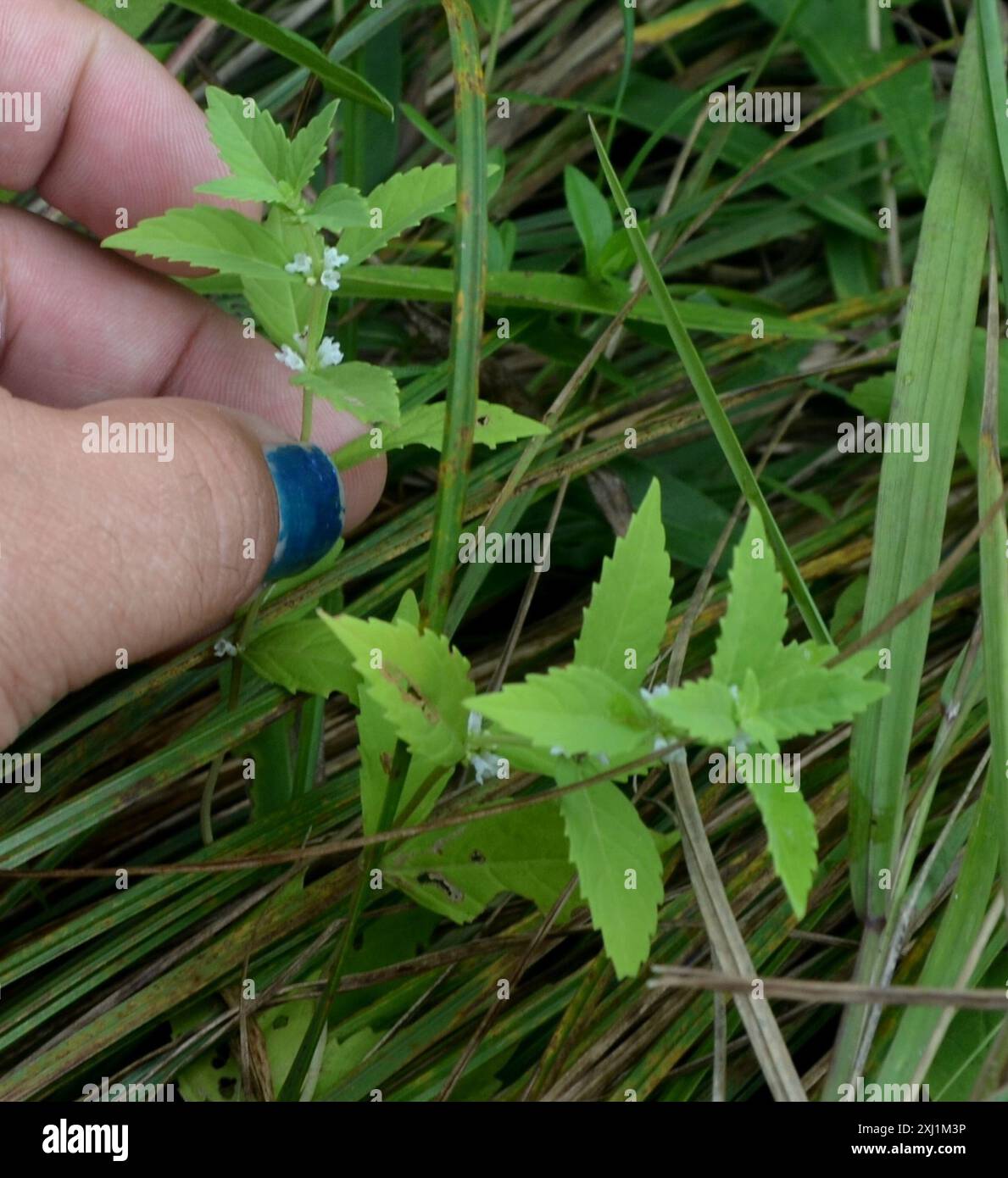 northern bugleweed (Lycopus uniflorus) Plantae Stock Photo - Alamy
