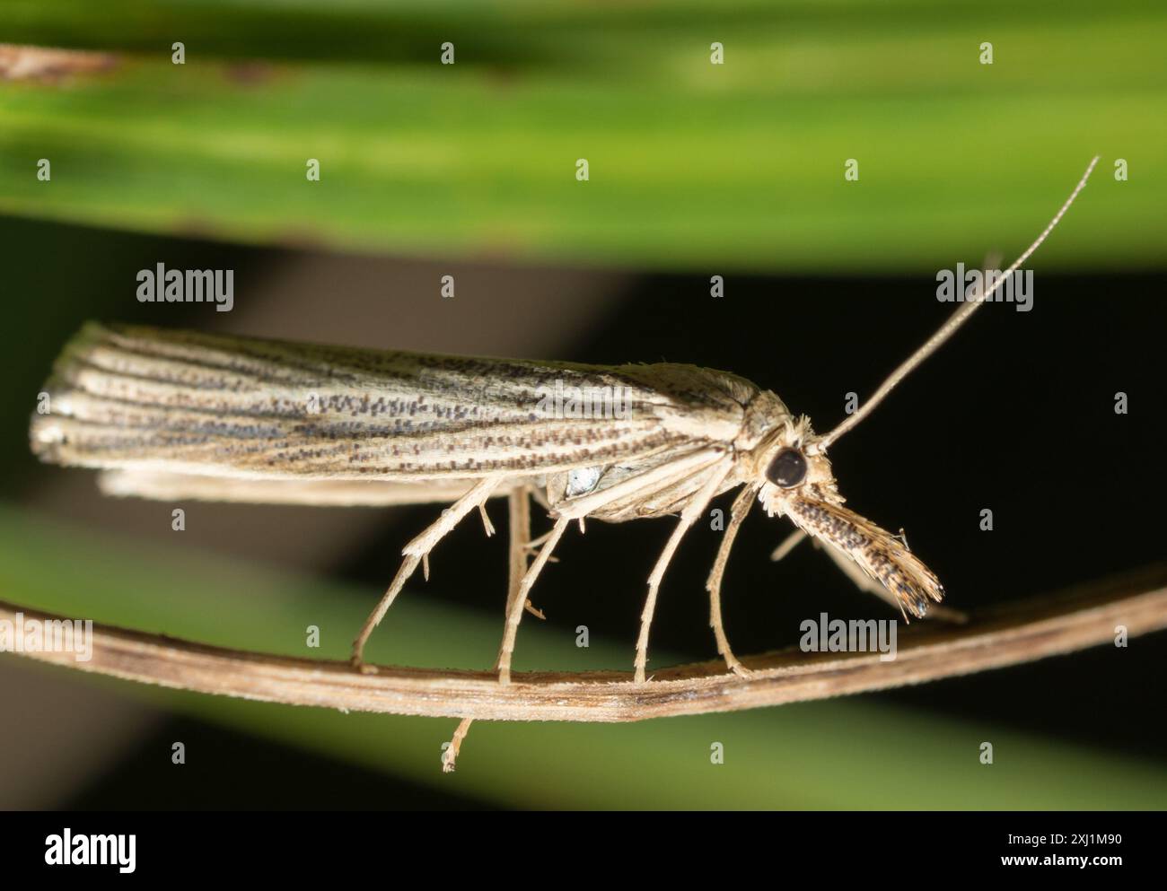 Vagabond Sod Webworm Moth (Agriphila vulgivagellus) Insecta Stock Photo ...