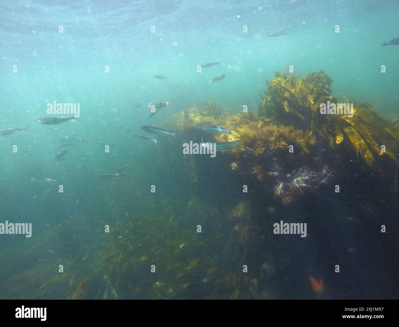 Atherinops hi-res stock photography and images - Alamy