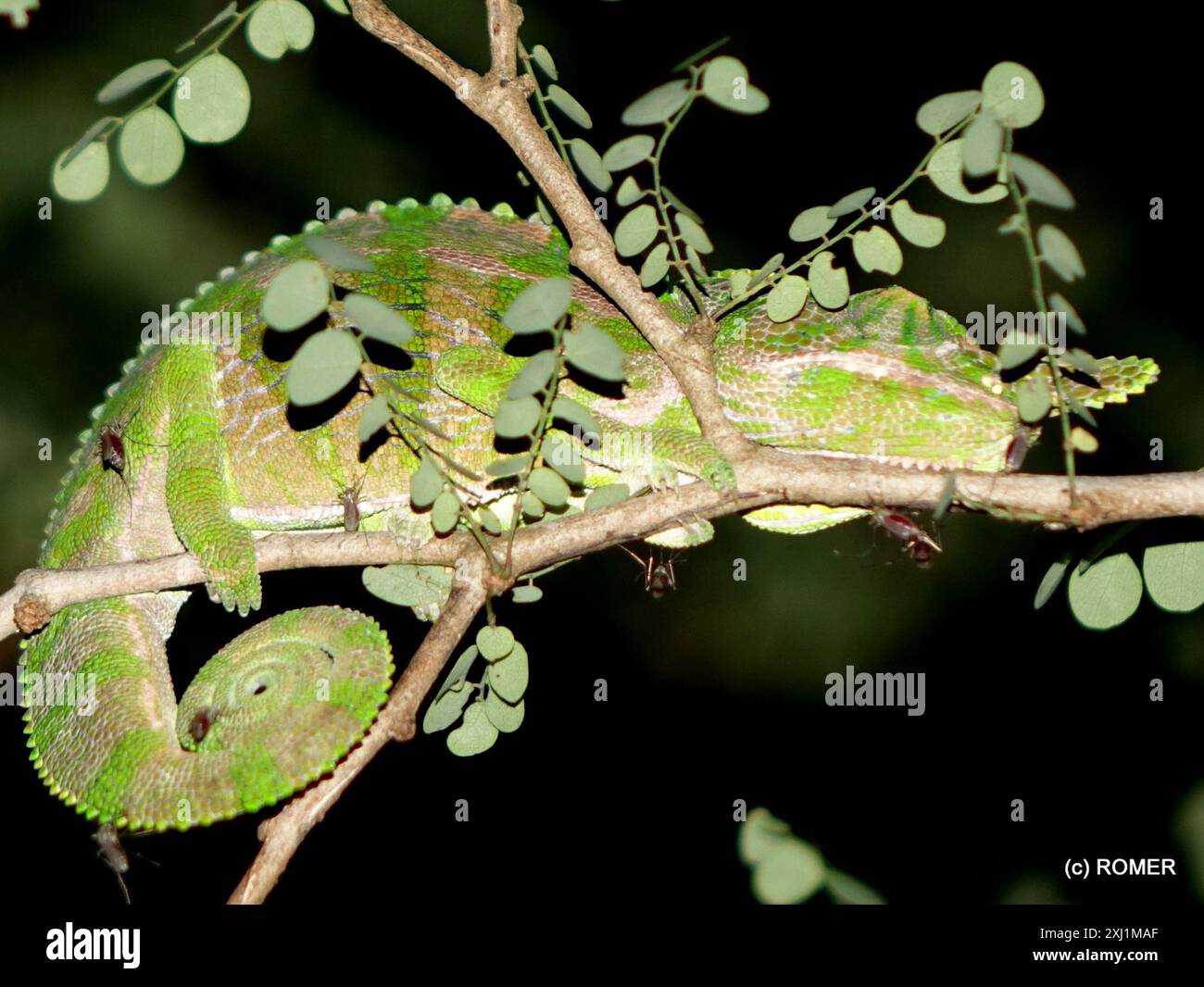 Labord’s chameleon hi-res stock photography and images - Alamy