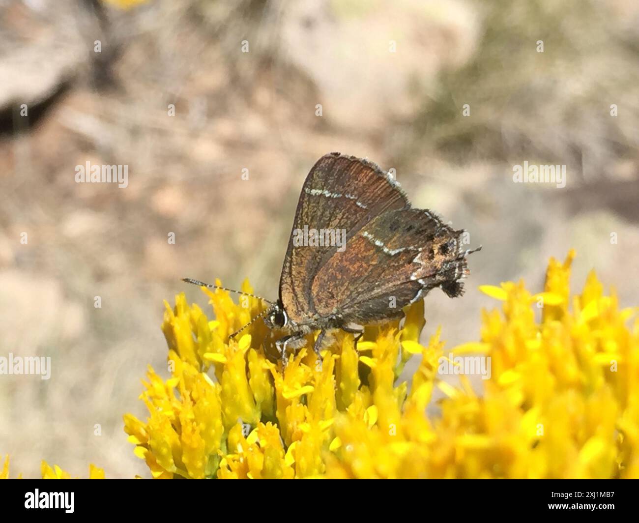 Callophrys spinetorum hi-res stock photography and images - Alamy