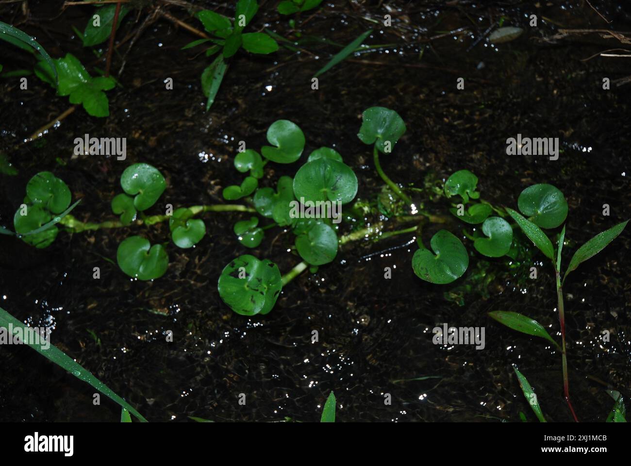 Kidneyleaf hi-res stock photography and images - Alamy