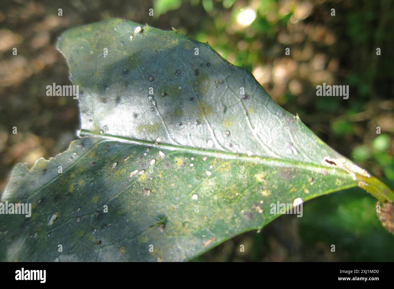 Forest Saffron (Elaeodendron croceum) Plantae Stock Photo - Alamy