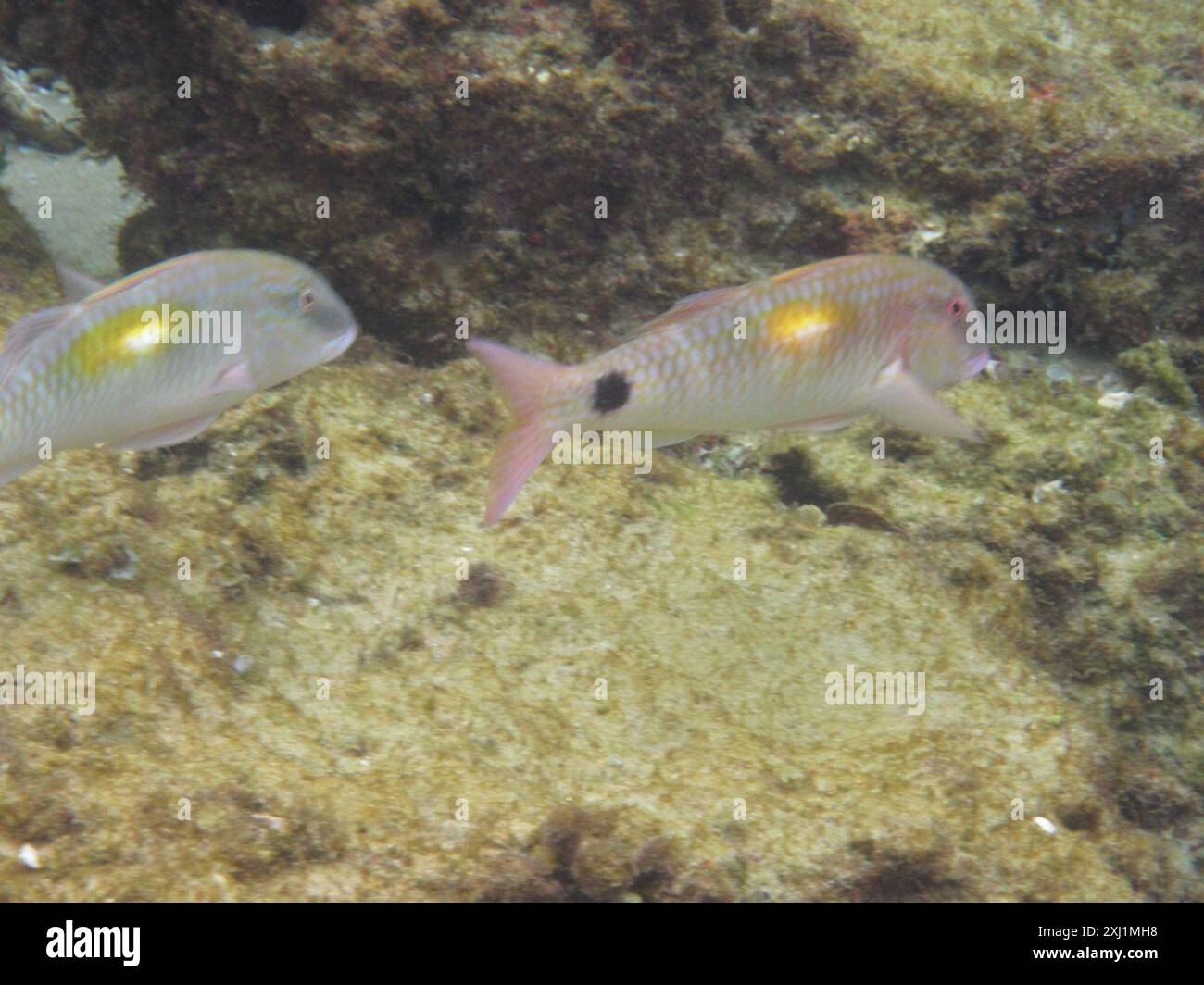 Yellowspot Goatfish (Parupeneus indicus) Actinopterygii Stock Photo - Alamy