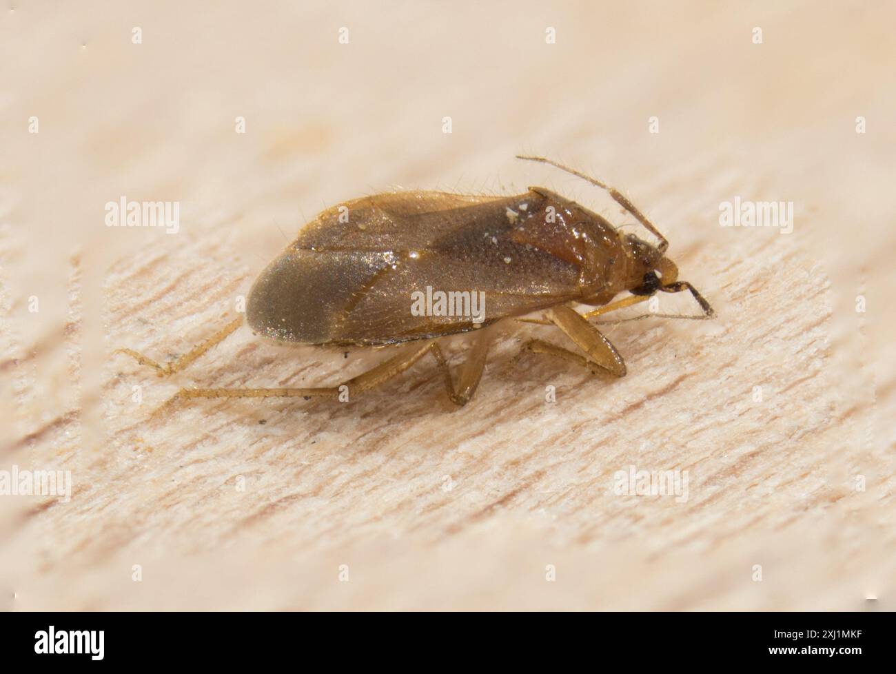 Anthocoridae hi-res stock photography and images - Alamy