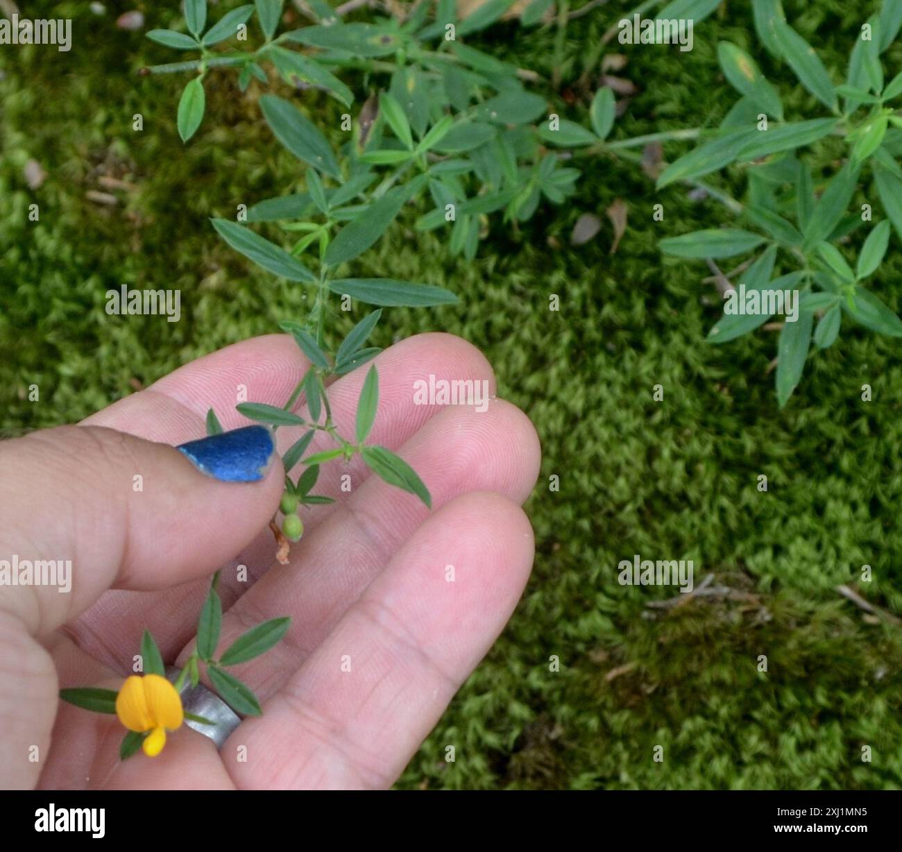 sidebeak pencilflower (Stylosanthes biflora) Plantae Stock Photo - Alamy