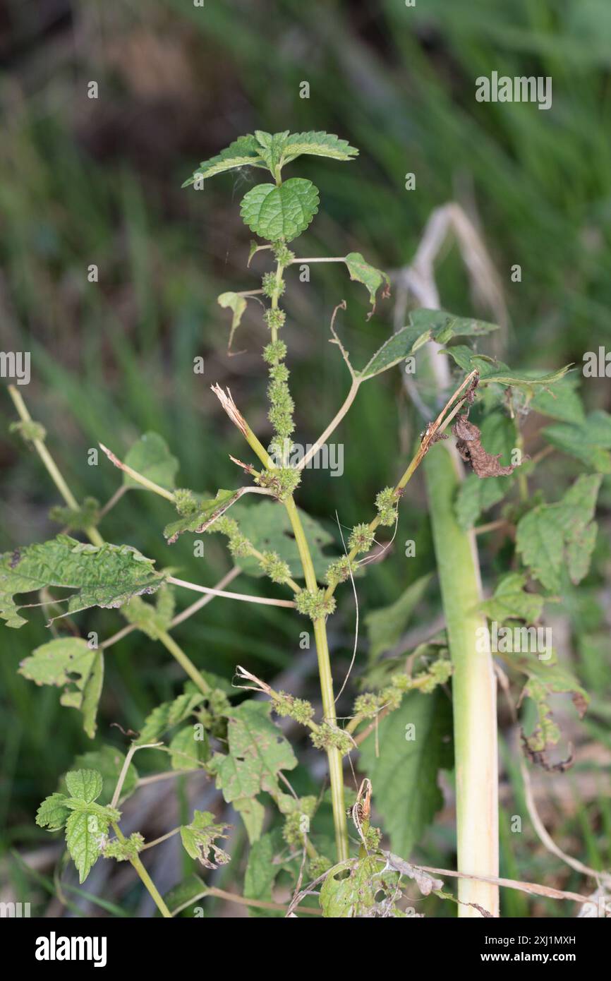 False nettle hi-res stock photography and images - Alamy