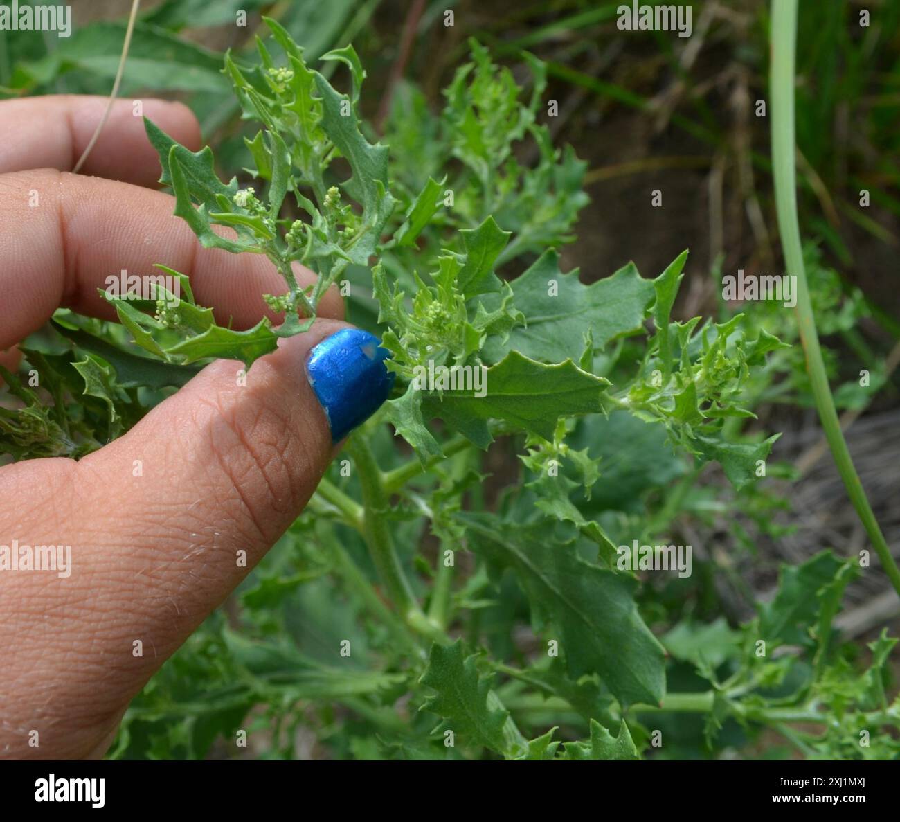 Winged pigweed hi-res stock photography and images - Alamy