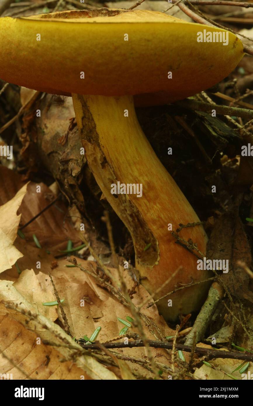 Red-mouth Bolete (Boletus subvelutipes) Fungi Stock Photo - Alamy