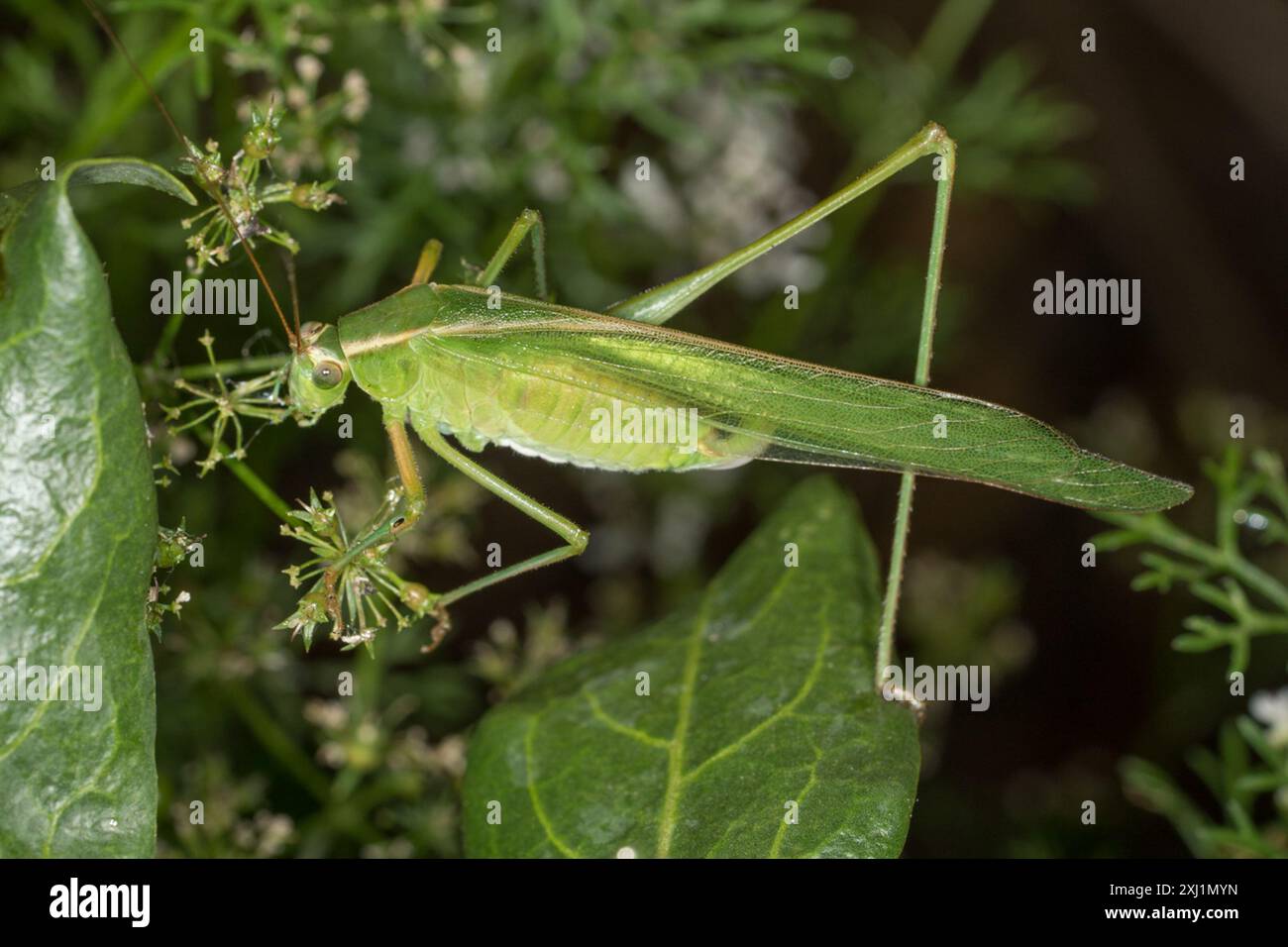 Mexican Bush Katydid (Scudderia mexicana) Insecta Stock Photo - Alamy