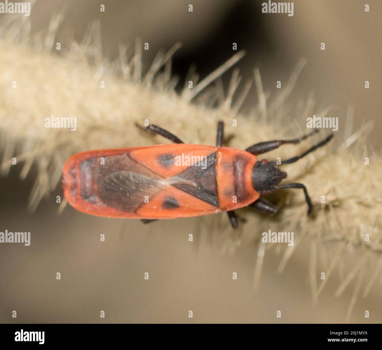 Mediterranean red bug (Scantius aegyptius) Insecta Stock Photo - Alamy