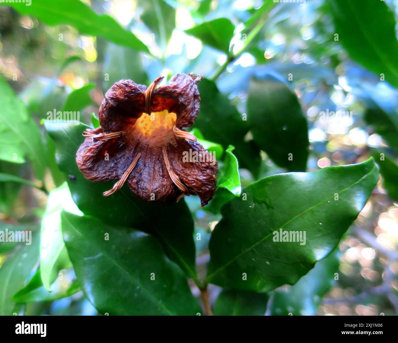 Rothmannia capensis hi-res stock photography and images - Alamy