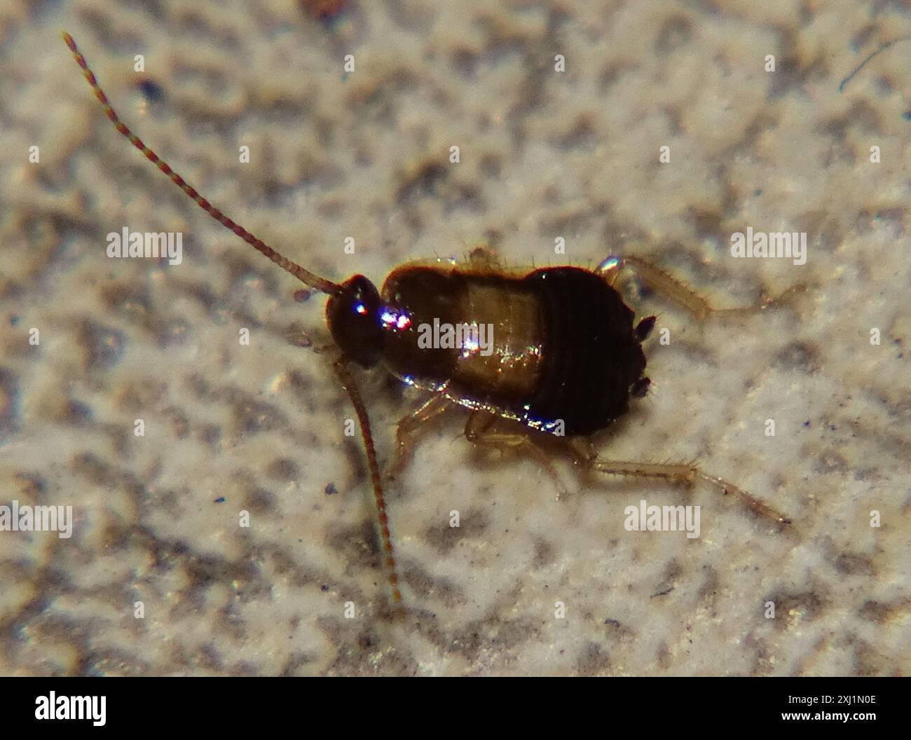 German Cockroach (Blattella germanica) Insecta Stock Photo - Alamy