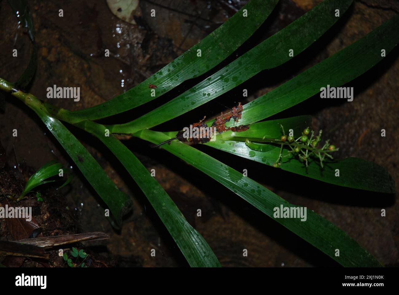 Xiphidium caeruleum hi-res stock photography and images - Alamy