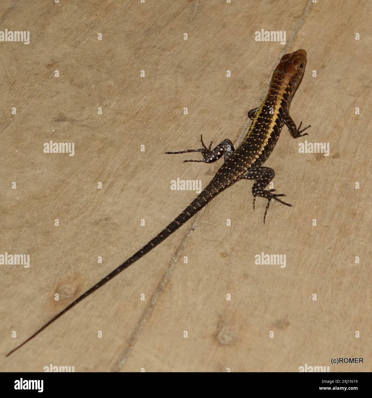 Western Girdled Lizard (Zonosaurus laticaudatus) Reptilia Stock Photo ...