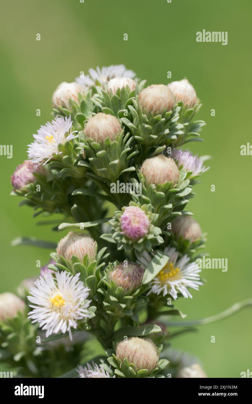 short-rayed alkali aster (Symphyotrichum frondosum) Plantae Stock Photo ...