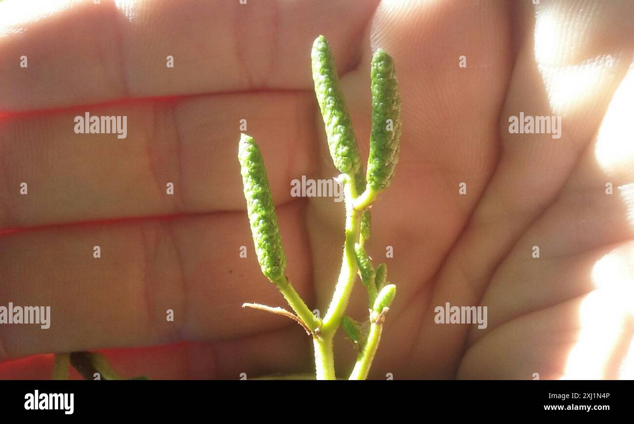 white alder (Alnus rhombifolia) Plantae Stock Photo - Alamy