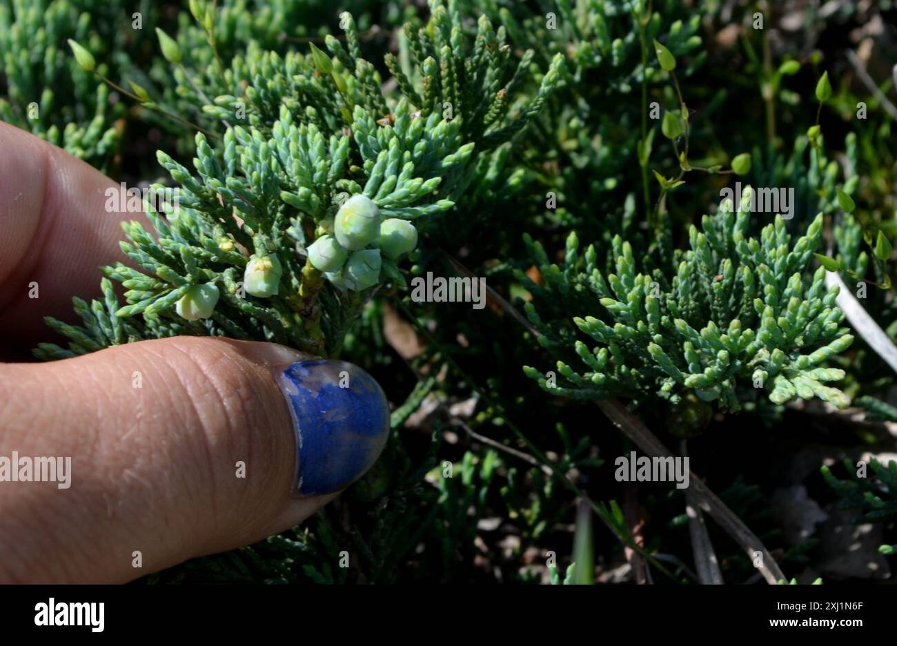 creeping juniper (Juniperus horizontalis) Plantae Stock Photo - Alamy