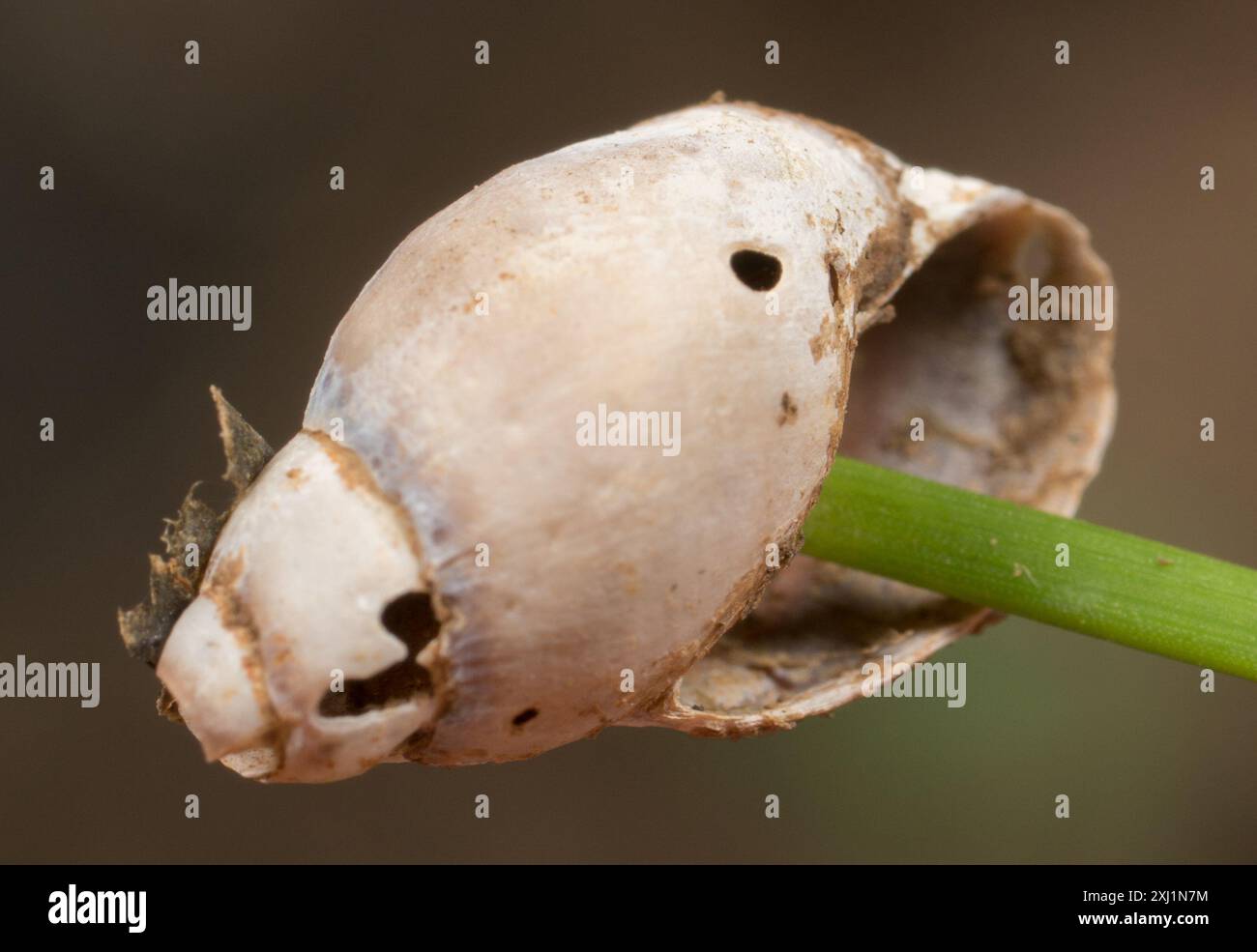 Physidae snails hi-res stock photography and images - Alamy