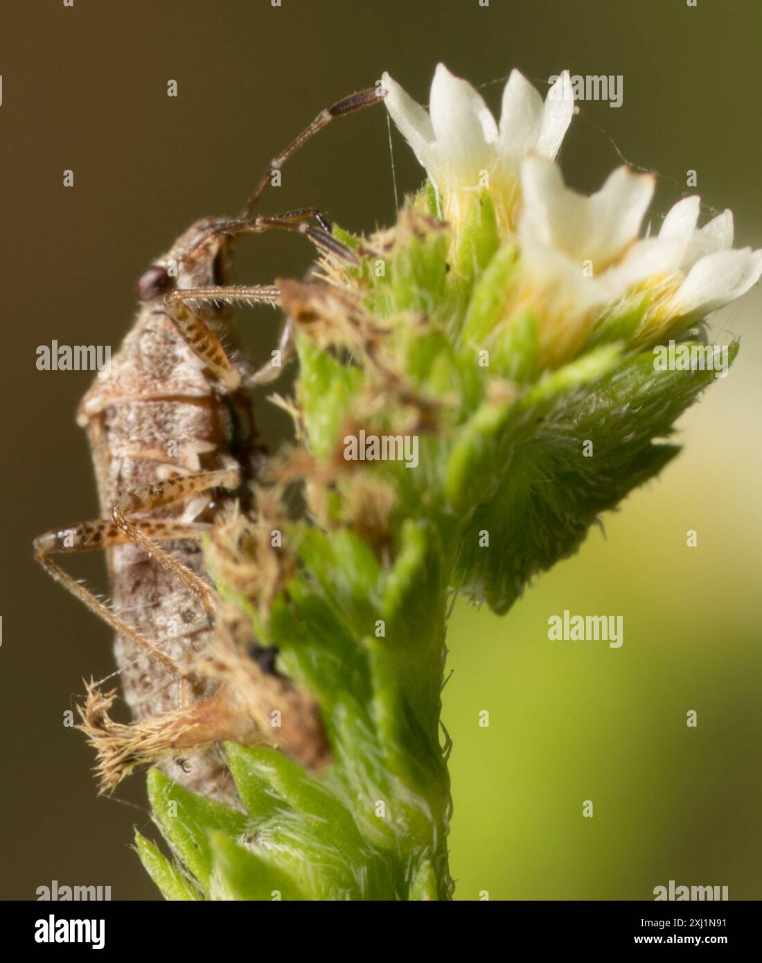 Scentless Plant Bugs (Rhopalidae) Insecta Stock Photo - Alamy