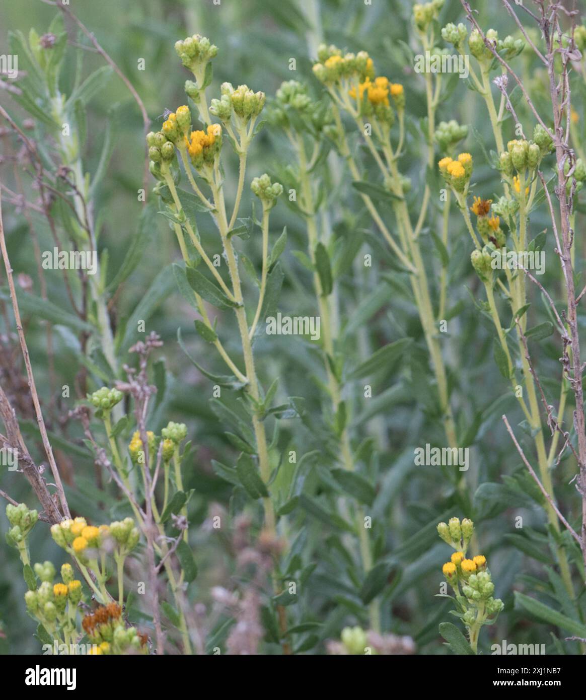 Coastal Goldenbush (Isocoma menziesii) Plantae Stock Photo - Alamy