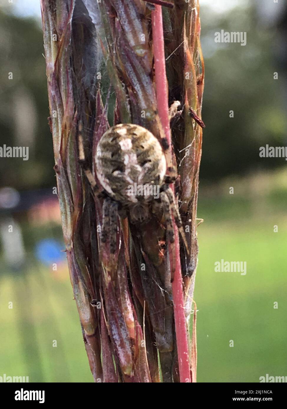 Arabesque Orbweaver (Neoscona arabesca) Arachnida Stock Photo - Alamy