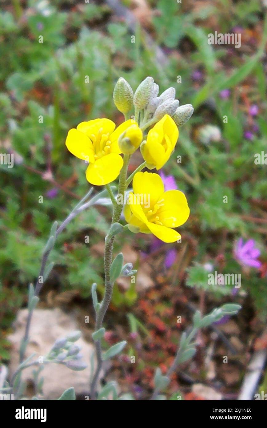 bladderpods (Physaria) Plantae Stock Photo - Alamy