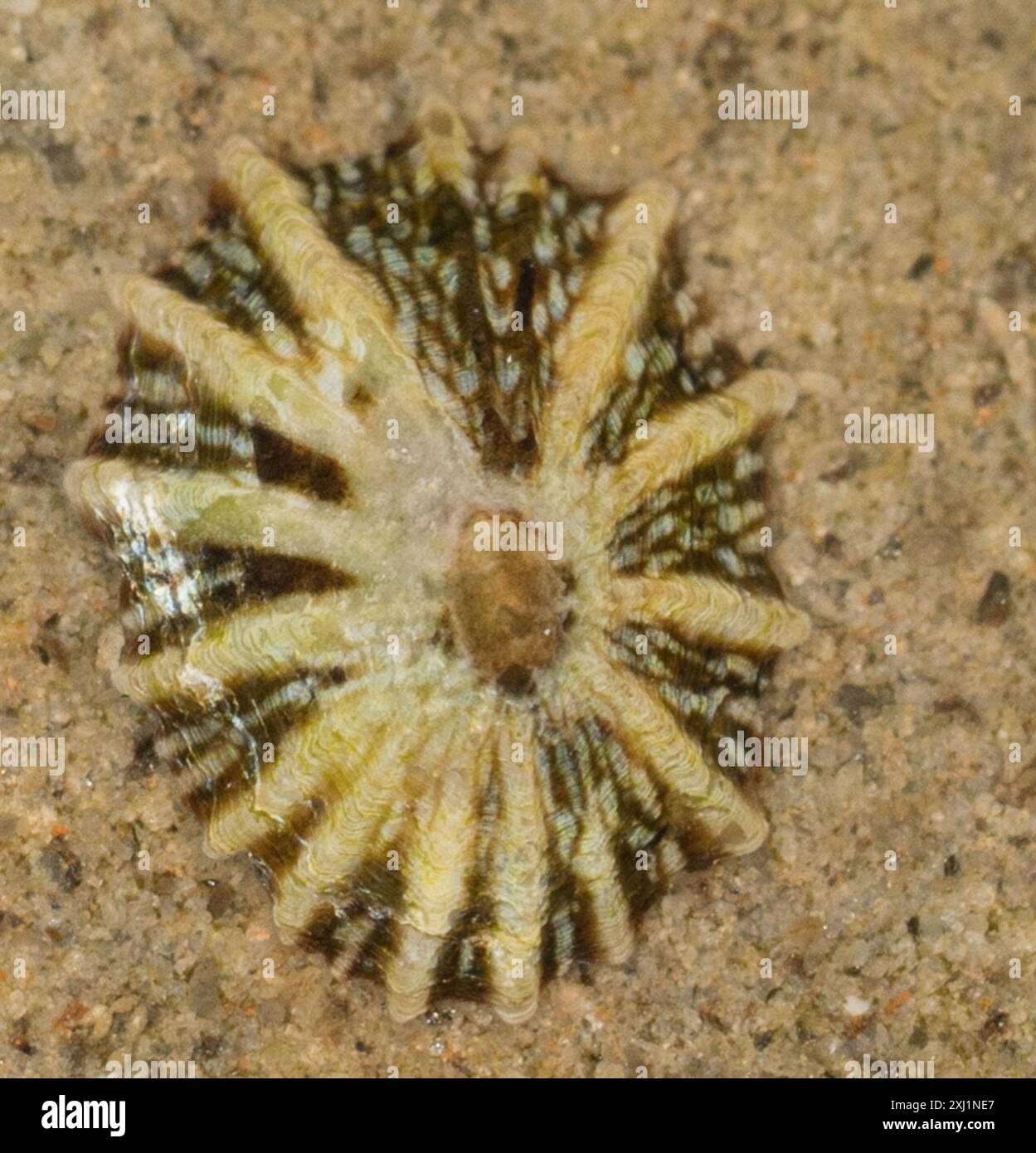 Rough Limpet (Lottia scabra) Mollusca Stock Photo - Alamy