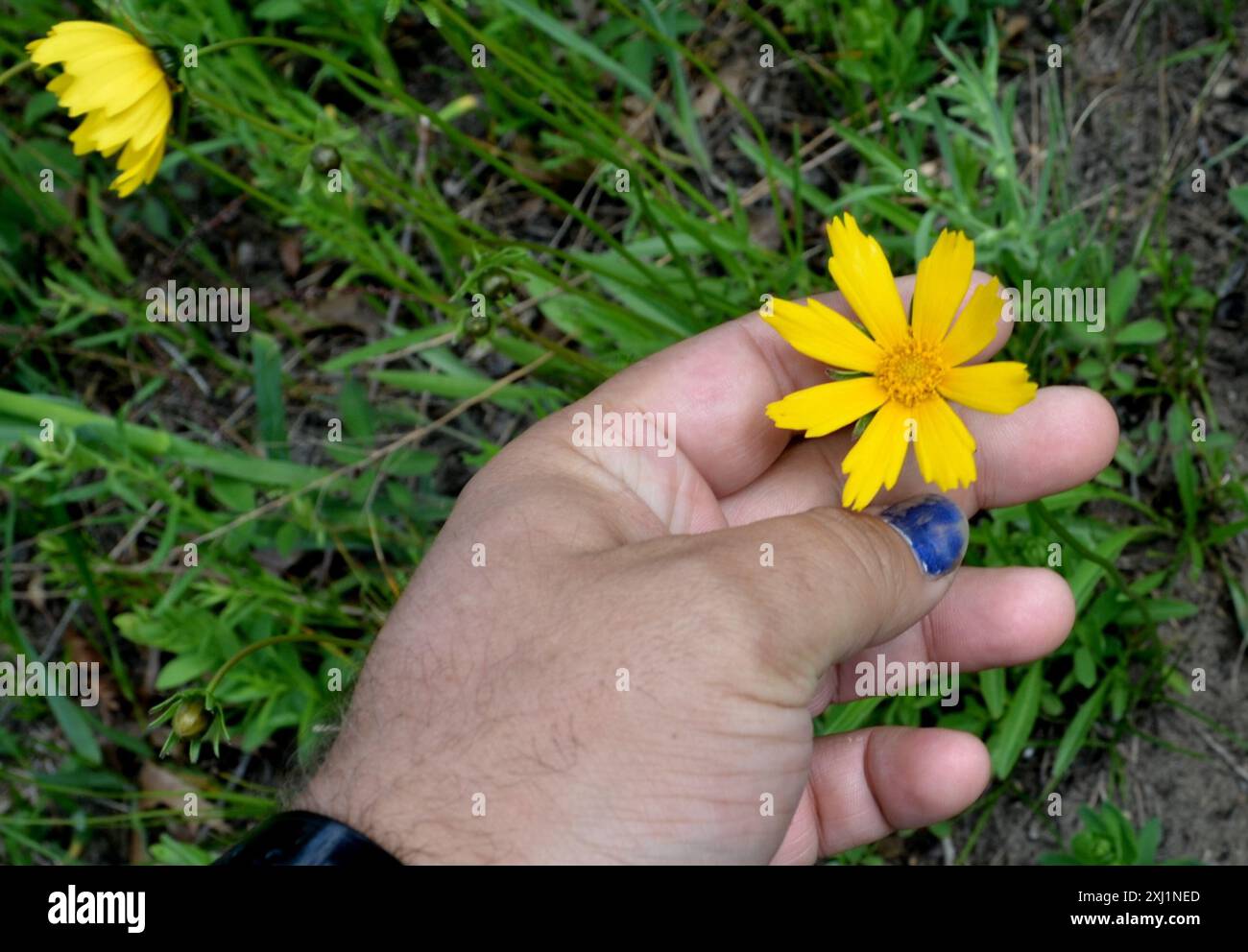Lance-leaved Coreopsis (Coreopsis lanceolata) Plantae Stock Photo - Alamy