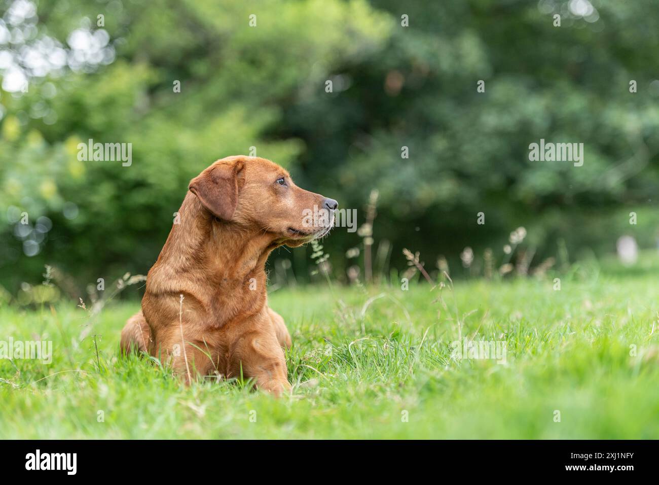 Fox red Labrador Retriever Stock Photo - Alamy