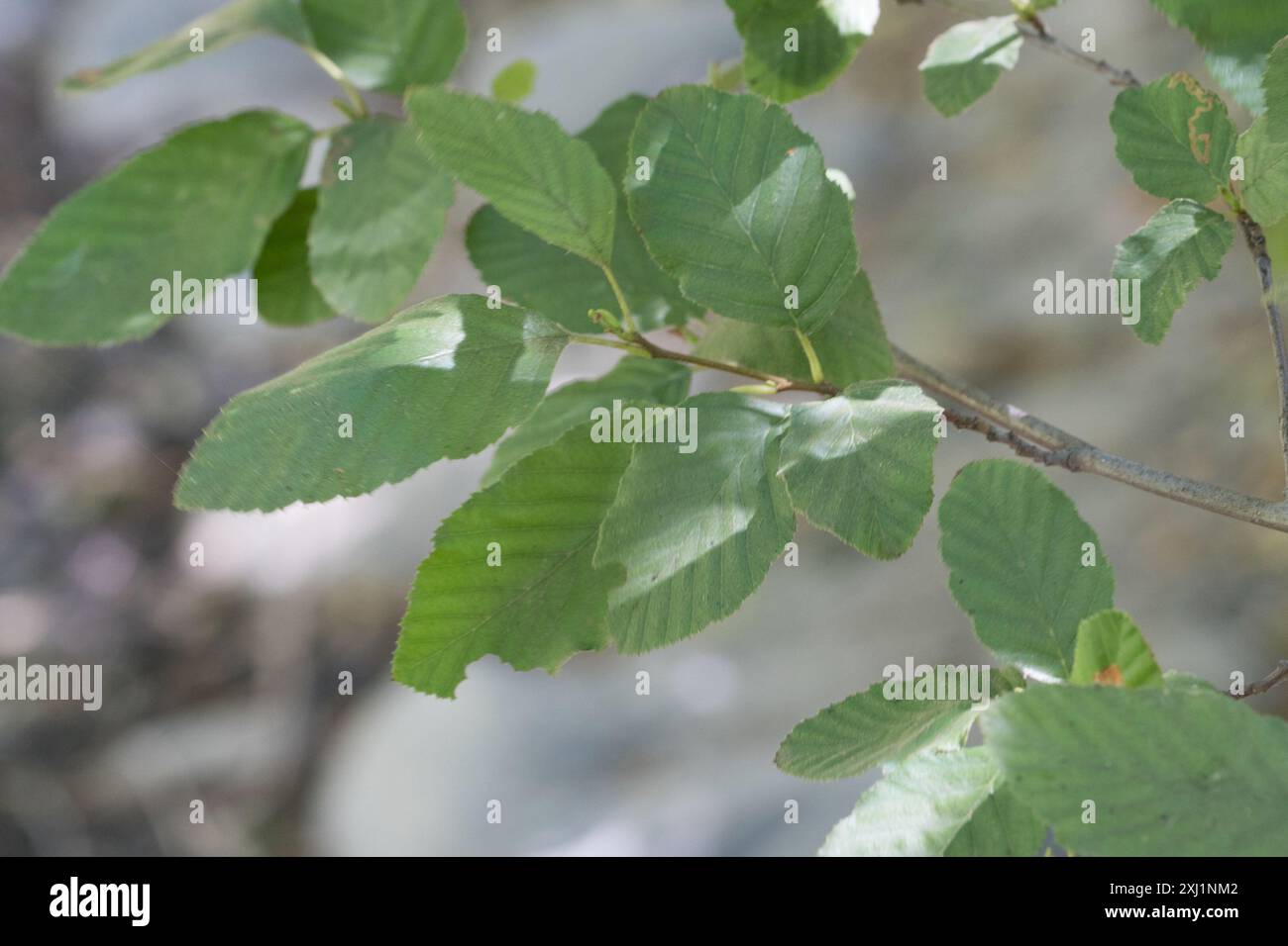 white alder (Alnus rhombifolia) Plantae Stock Photo - Alamy