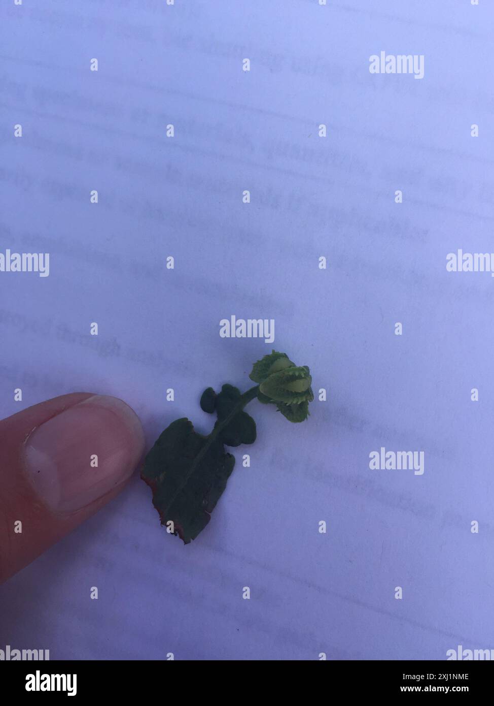 fiddle dock (Rumex pulcher) Plantae Stock Photo - Alamy