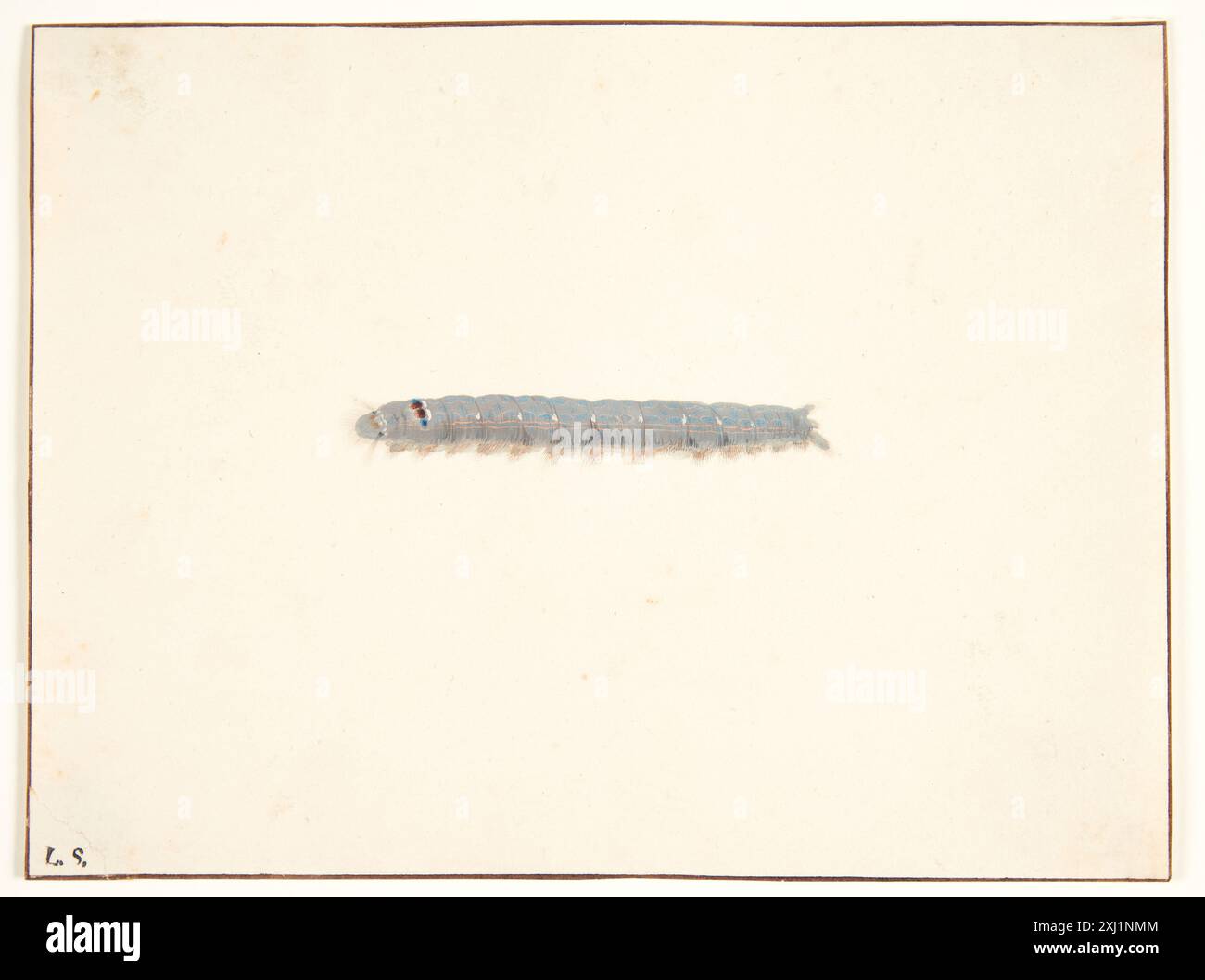 Watercolour depicting a night butterfly larva, showing body segments ...