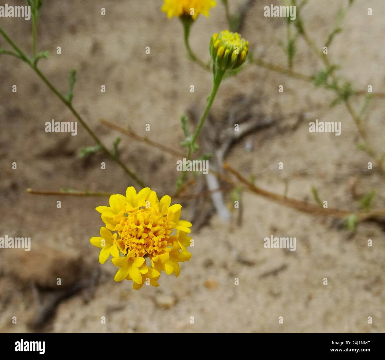 Common Yellow Chaenactis (Chaenactis glabriuscula) Plantae Stock Photo ...