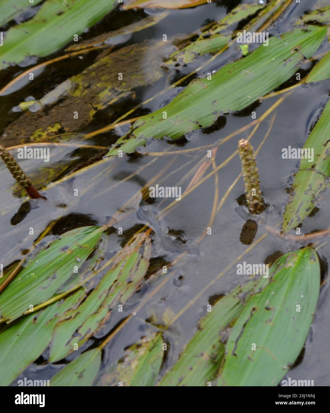 Longleaf Pondweed (Potamogeton nodosus) Plantae Stock Photo - Alamy
