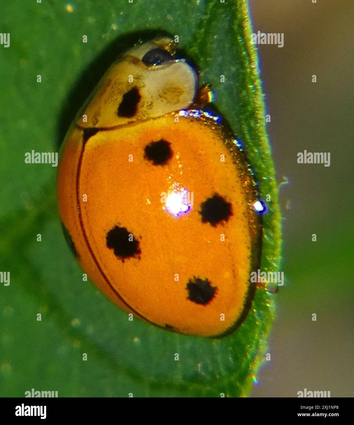 Variable Ladybird Beetle (Coelophora inaequalis) Insecta Stock Photo ...