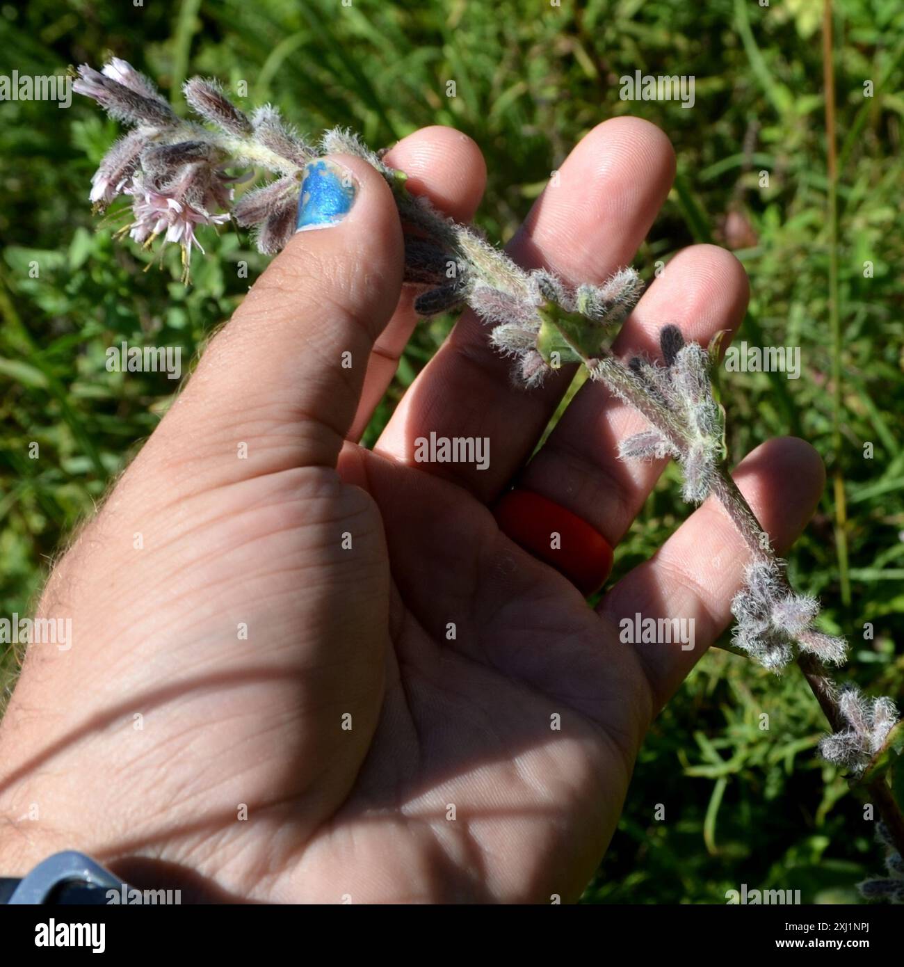 purple rattlesnake root (Nabalus racemosus) Plantae Stock Photo - Alamy